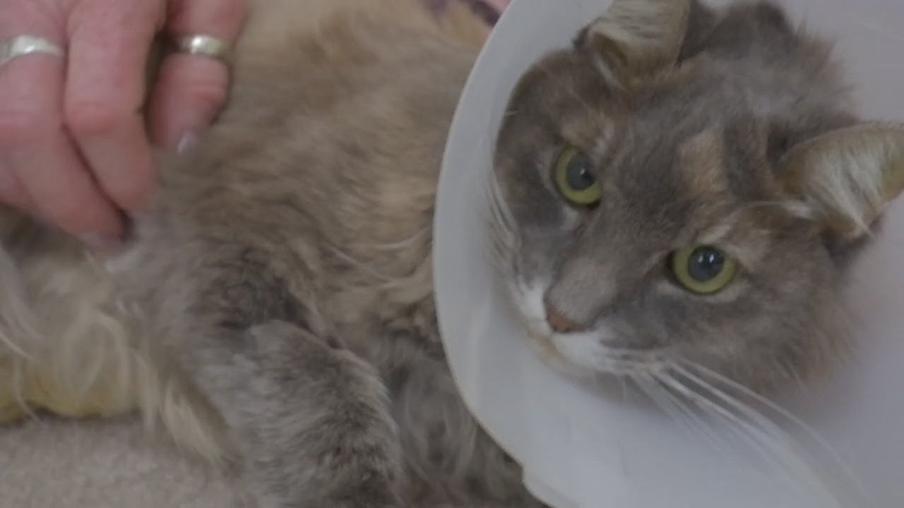 48 days lost, community rallies around Tigard woman to find missing cat ...