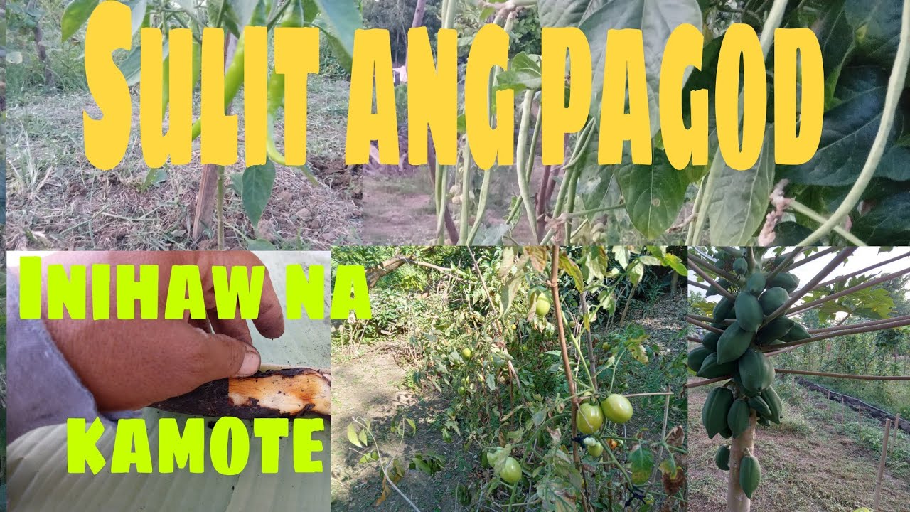 Tips para maraming ibunga ang sitaw. Kamoteng kahoy mas masarap pag ...