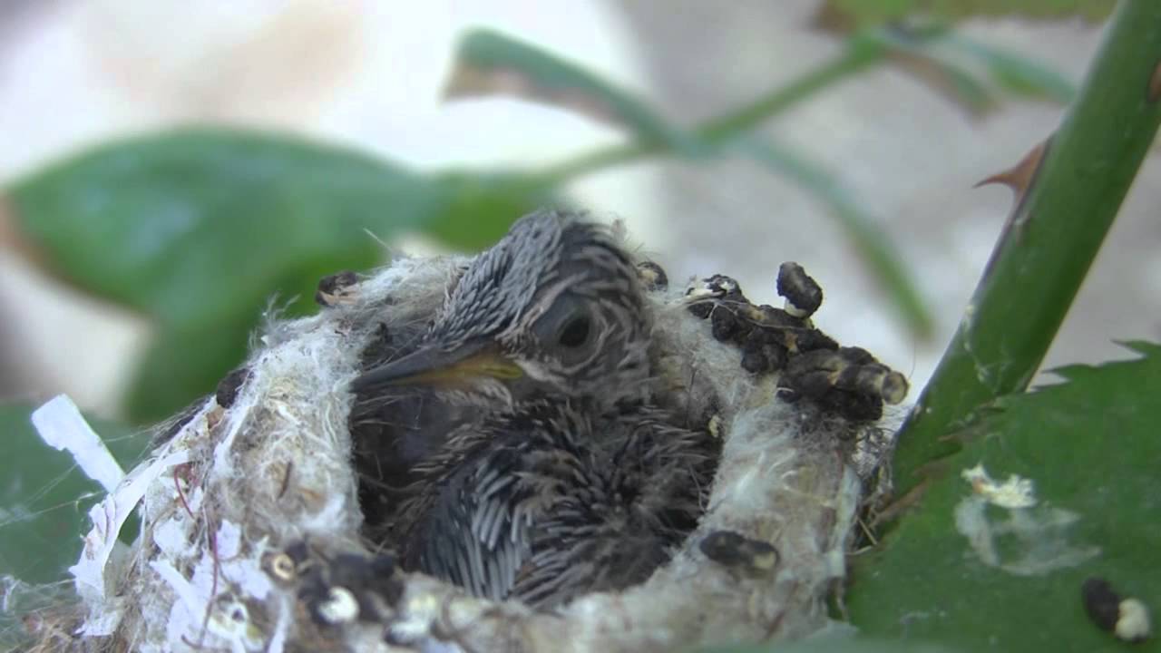 Allens Hummingbird Nest Activity 3-20-2014 (14 sample clips) V15030 ...
