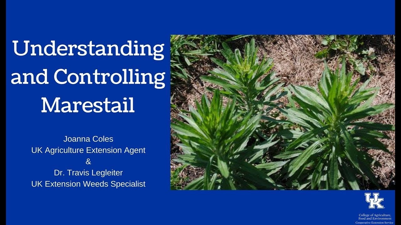 Understanding and Controlling Marestail - YouTube