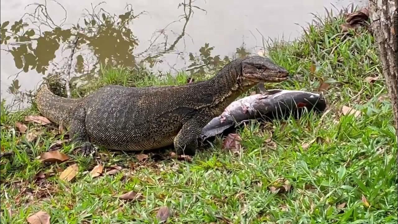 🦎Huge Monitor Lizard Eats Giant Cat Fish ! - YouTube