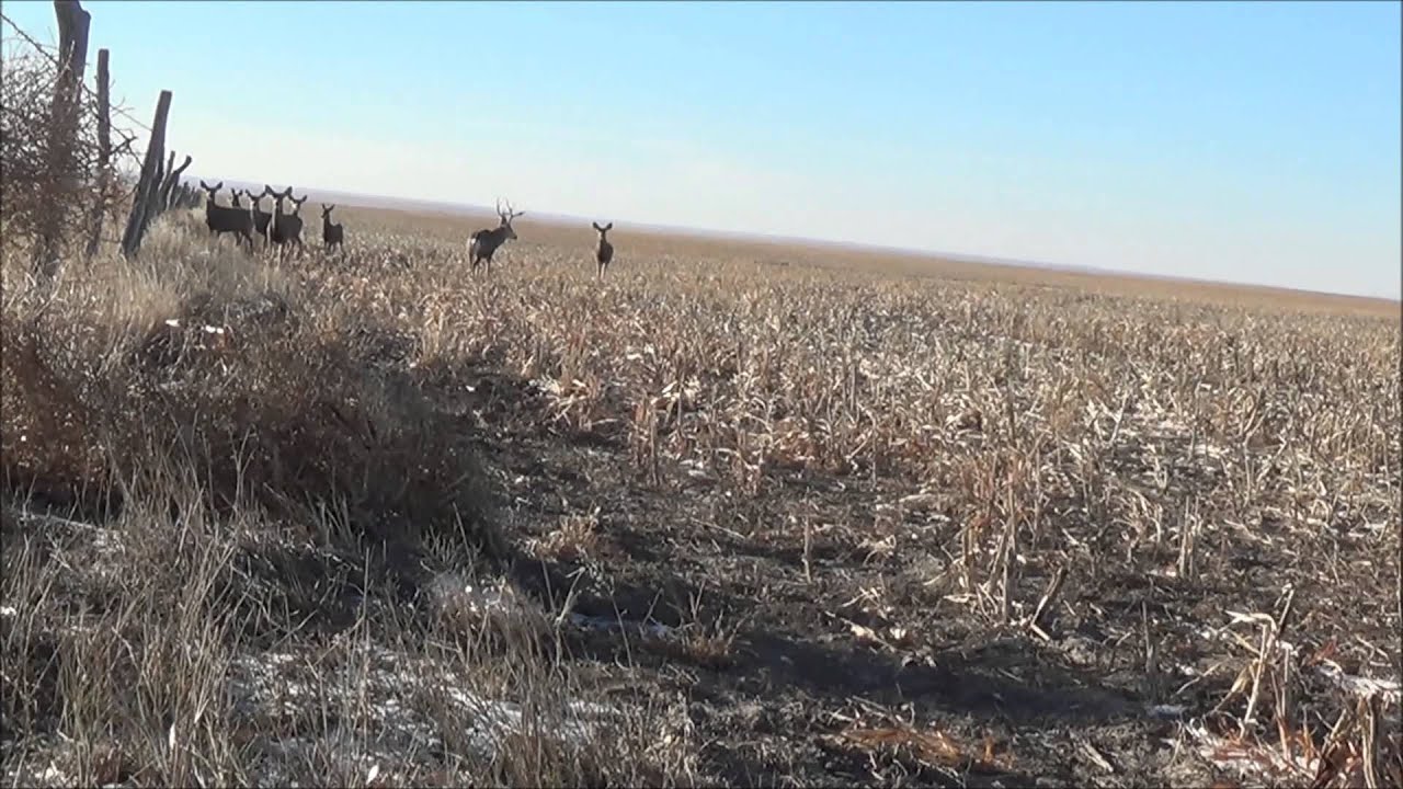 Bow Hunting Kansas Mule Deer-Jarrod Fink 183" Buck-2014 - YouTube