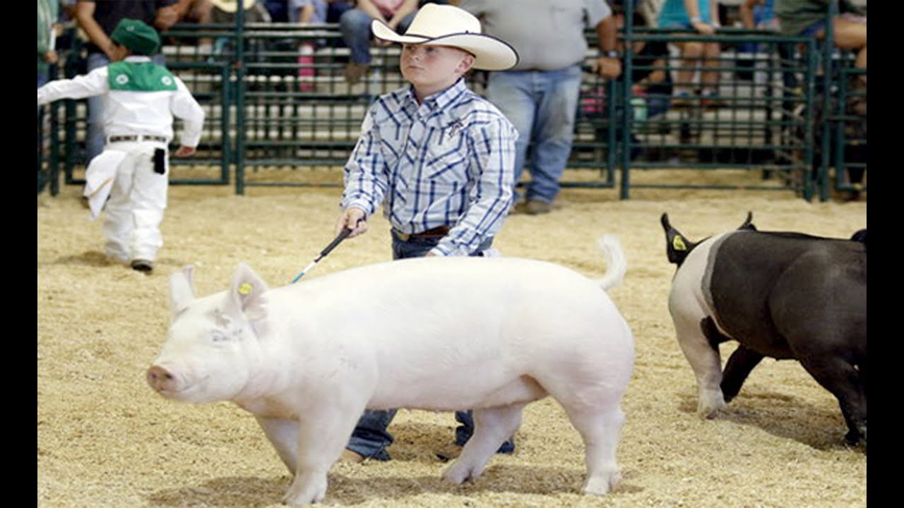 California Mid-State Fair Pee Wee Showmanship 2015 - YouTube