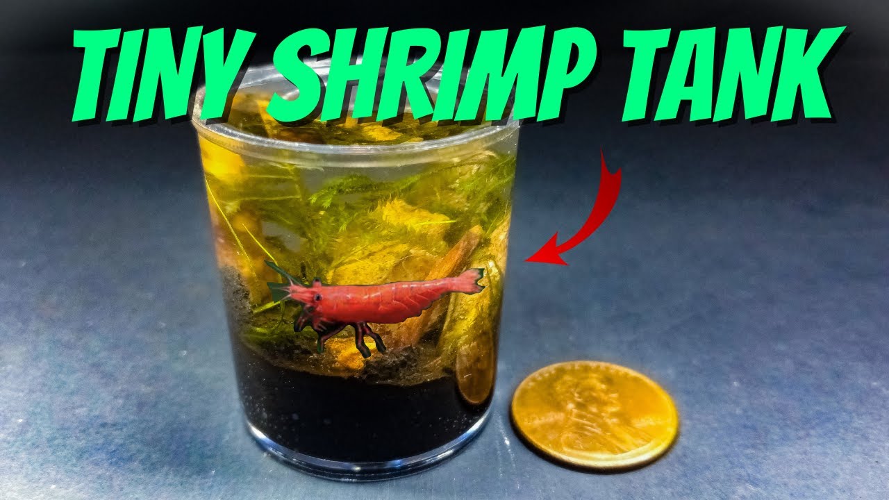 Making One of The Worlds Smallest Shrimp Tanks - YouTube
