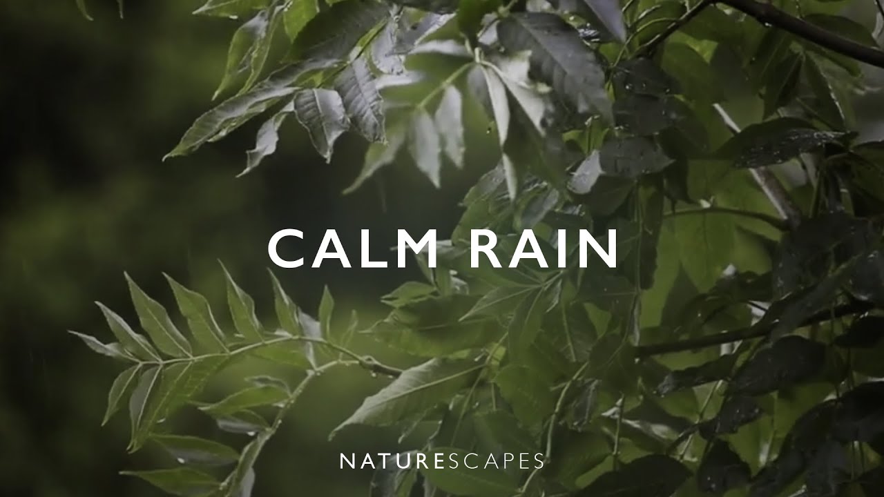 Nature Soundscapes — Calm Rain [4k, HD 1080p] - YouTube