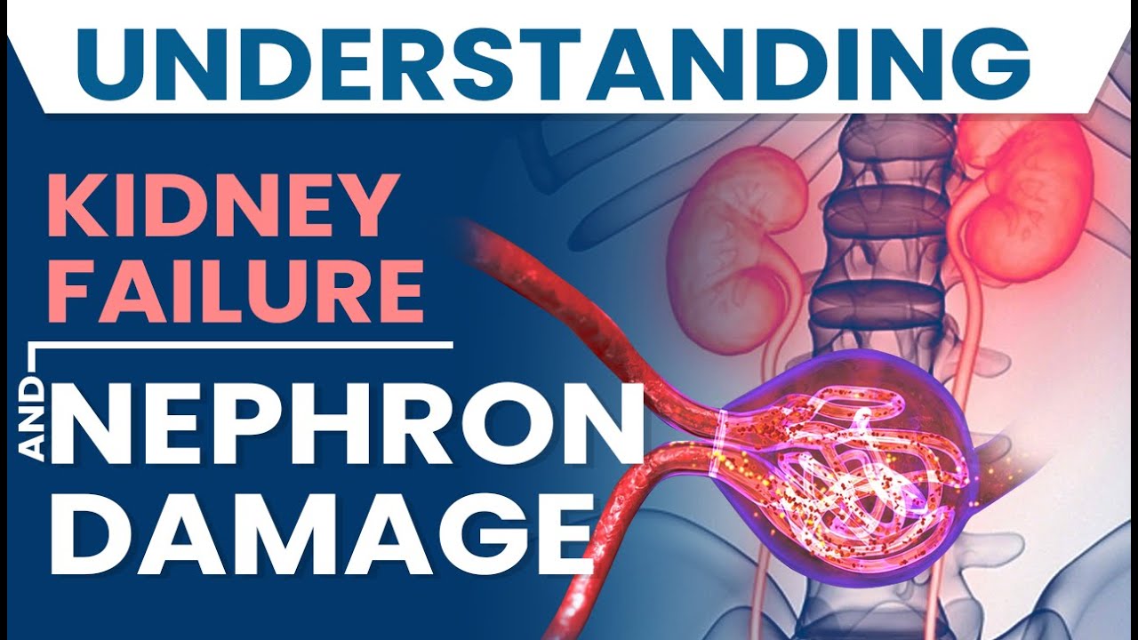Understanding Kidney Failure And Nephron Damage - YouTube