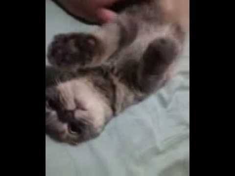 Adorable Scottish Fold Kitty - Kitty Gore my Best friend
