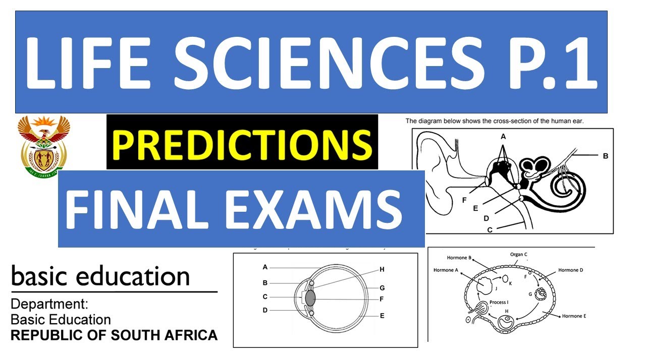 PREDICTIONS LIFE SCIENCES P 1 FINAL EXAMS 2023 THUNDEREDUC BY M SAIDI ...