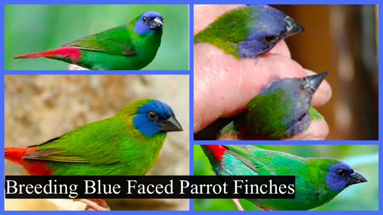 Blue face parrot finch: Keeping and Breeding: The birdbrains podcast EP ...