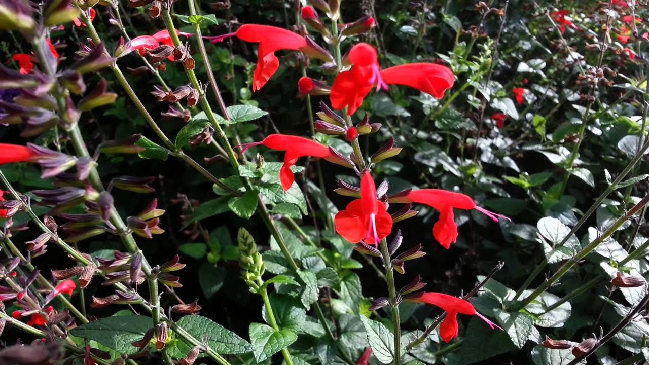 Salvia Coccinea - Scarlet Sage - Tropical Sage HD 01 - YouTube