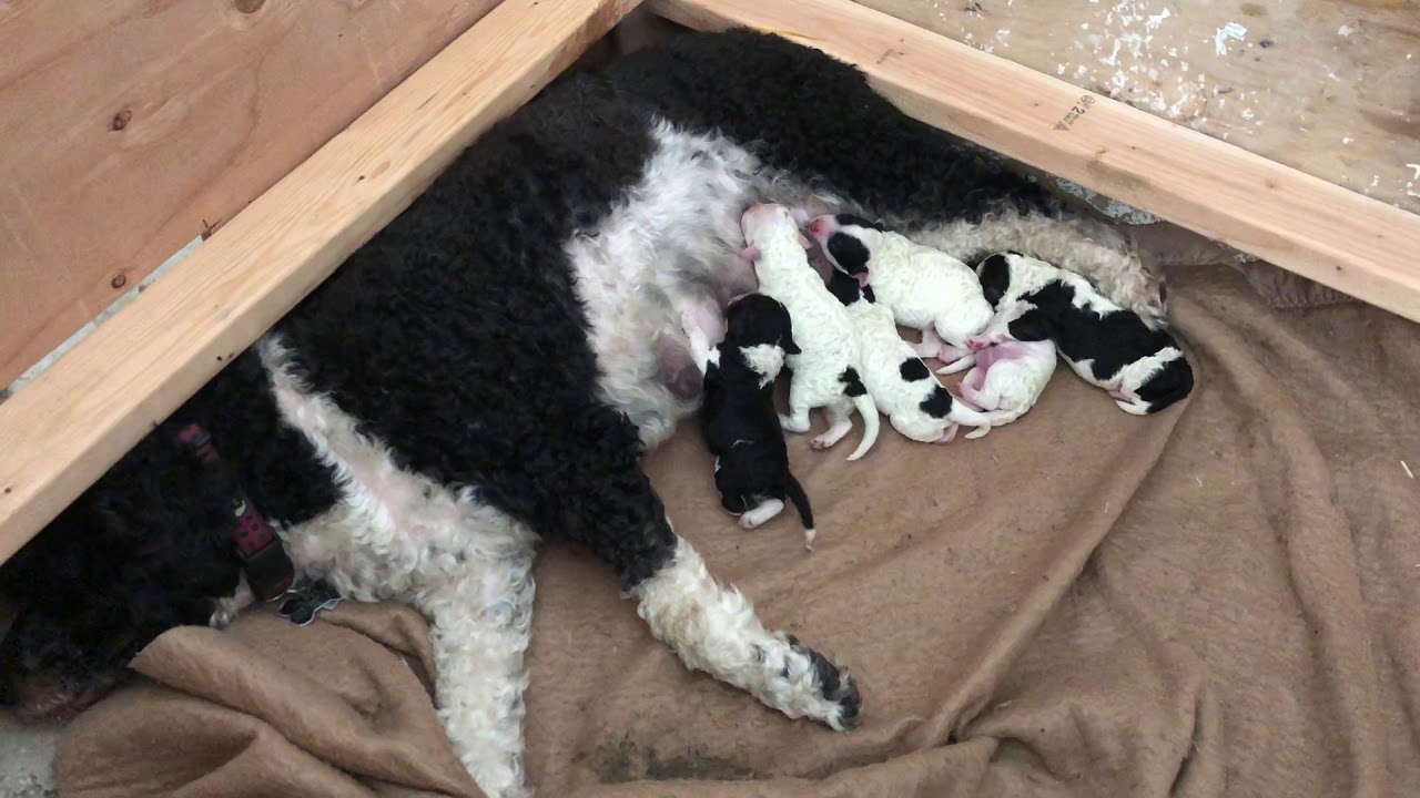 New born Portuguese Water Dog Pups nursing - YouTube