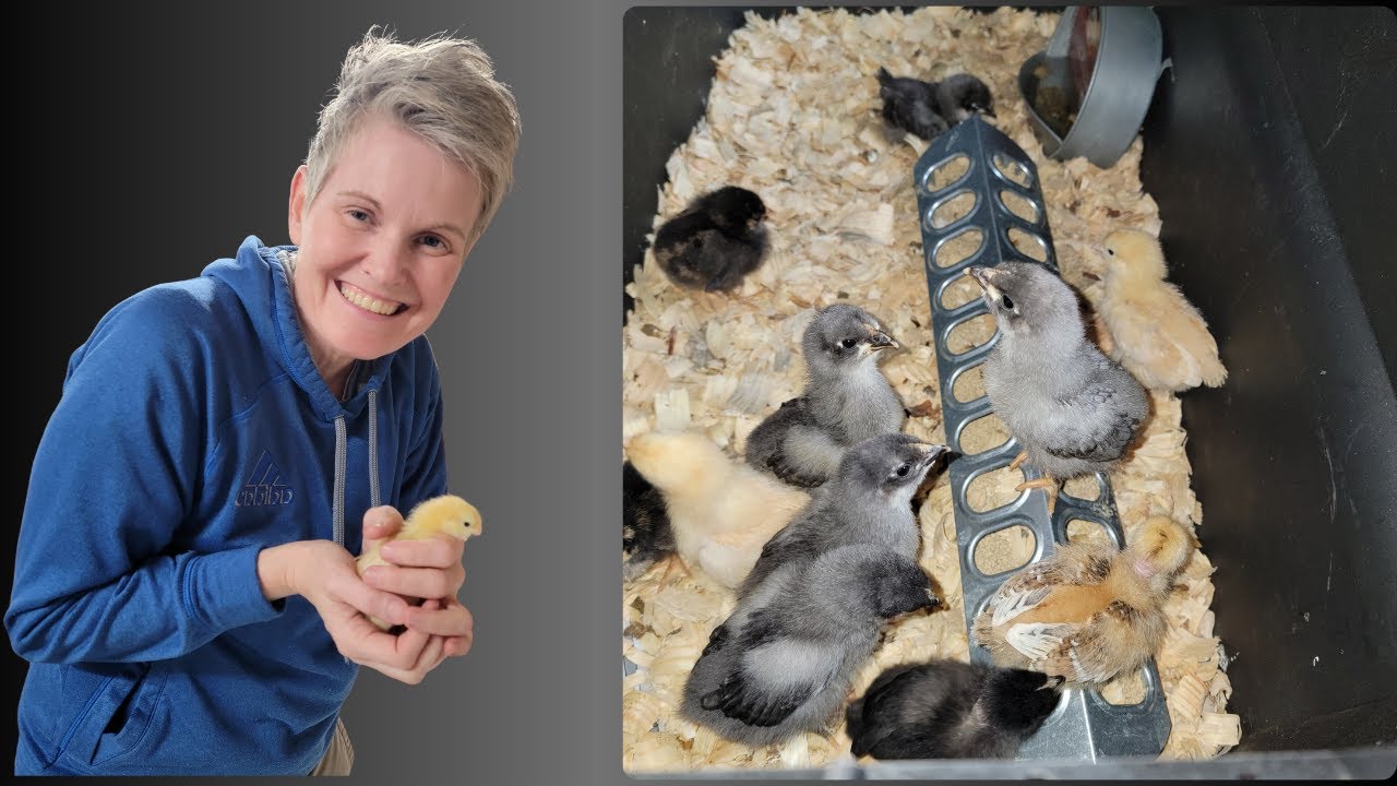 Meet Our New Baby Chickens! 🐥 How to Start Raising Chicks & Set Up ...