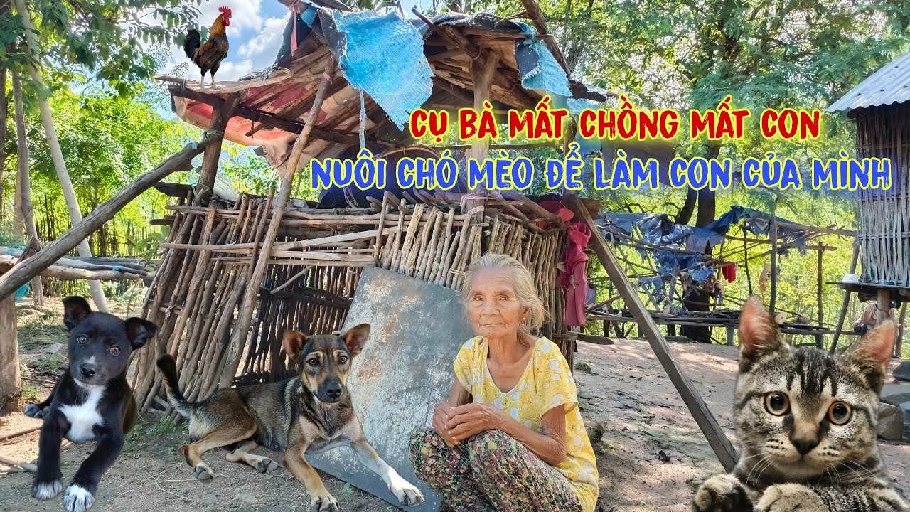 Cụ bà nuôi chó mèo làm con, sống trong ngôi nhà rách nát giữa rừng núi ...