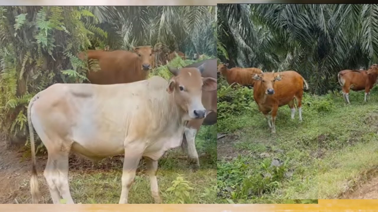 SAPI LIAR SUMATRA !!!!Ngedot - YouTube