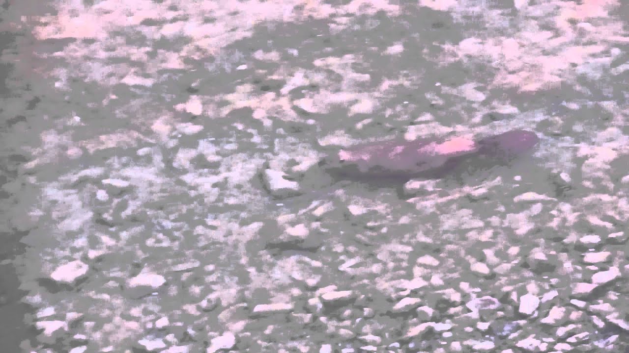Laughlin, Nevada - Beaver swimming in Colorado River - YouTube