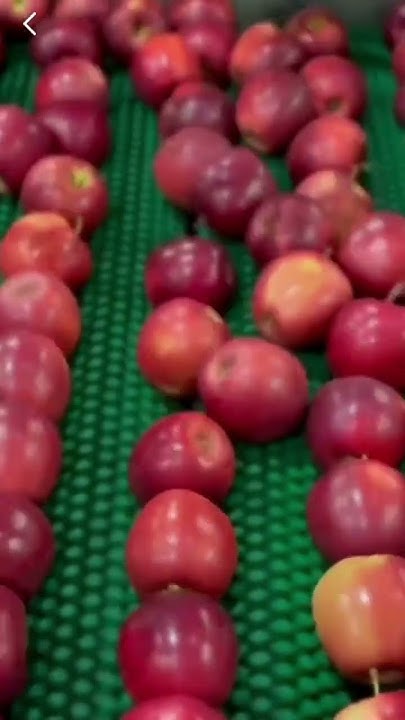 We are constantly evolving our processes & investing in technology with our Red Prince apples ...