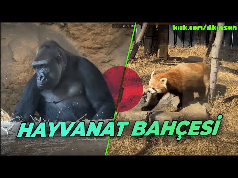 JAPONYA'NIN EN ESKİ HAYVANAT BAHÇESİ | UENO ZOO 🦍🐅