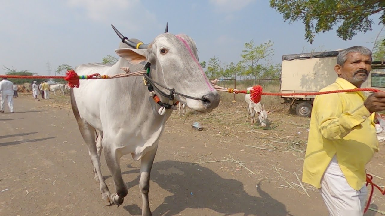 Khillar stud bull of Maharashtra cost 5 lakhs - YouTube