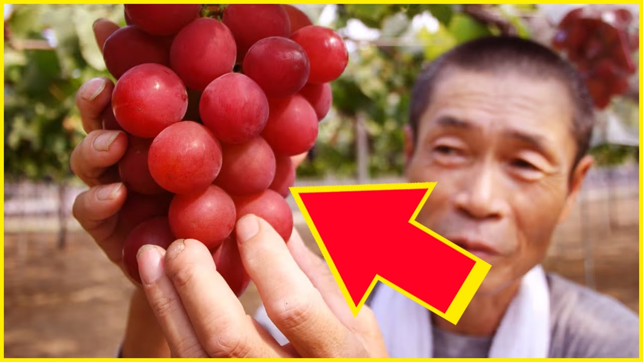 Those 30 Grapes sold for $12,000 at Auction! 6 Most Expensive Fruits in ...