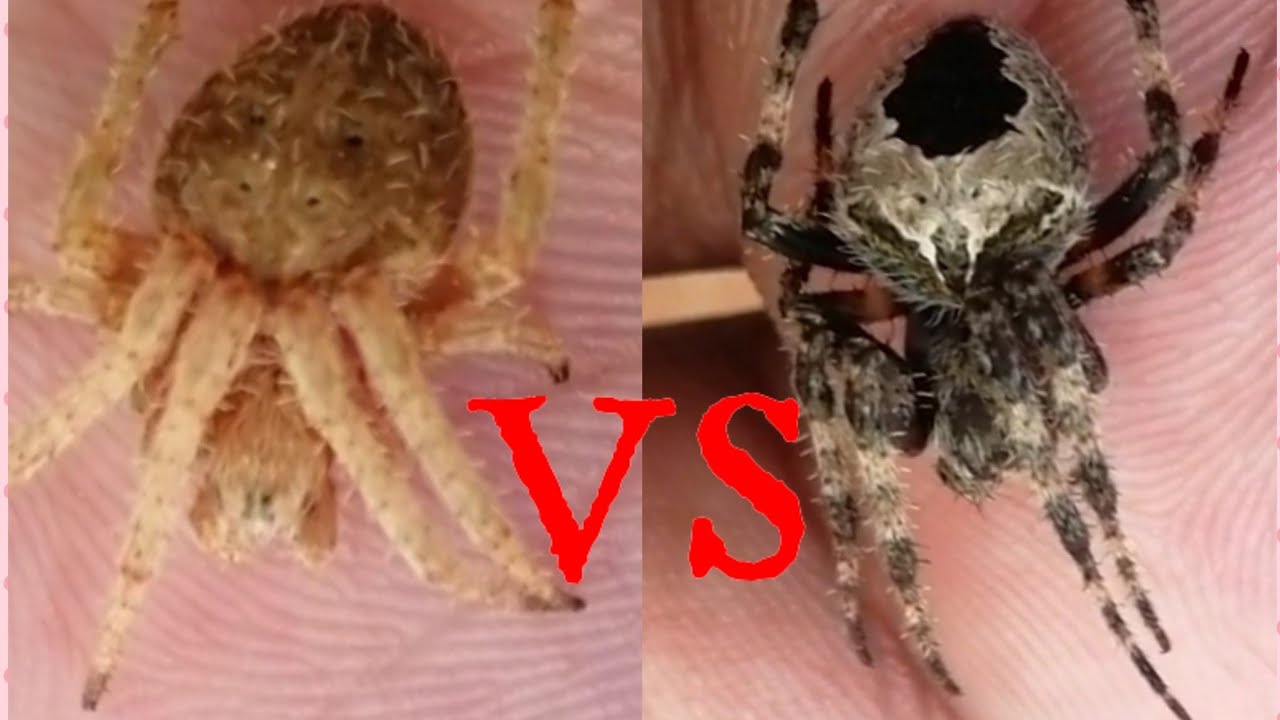 Spider Derby - Philippines Orb weaver Spider Fight 💢 💢 💢 | 29 - YouTube
