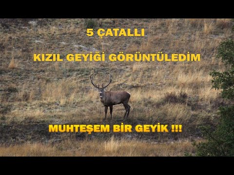 5  ÇATALLI KIZIL GEYİĞİ GÖRÜNTÜLEDİM / GEYİKLERİN ÇİFTLEŞME ZAMANI ! / mating season for  red deer