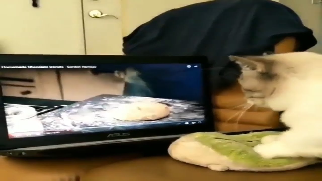 Cat Learns How To Make Bread - YouTube
