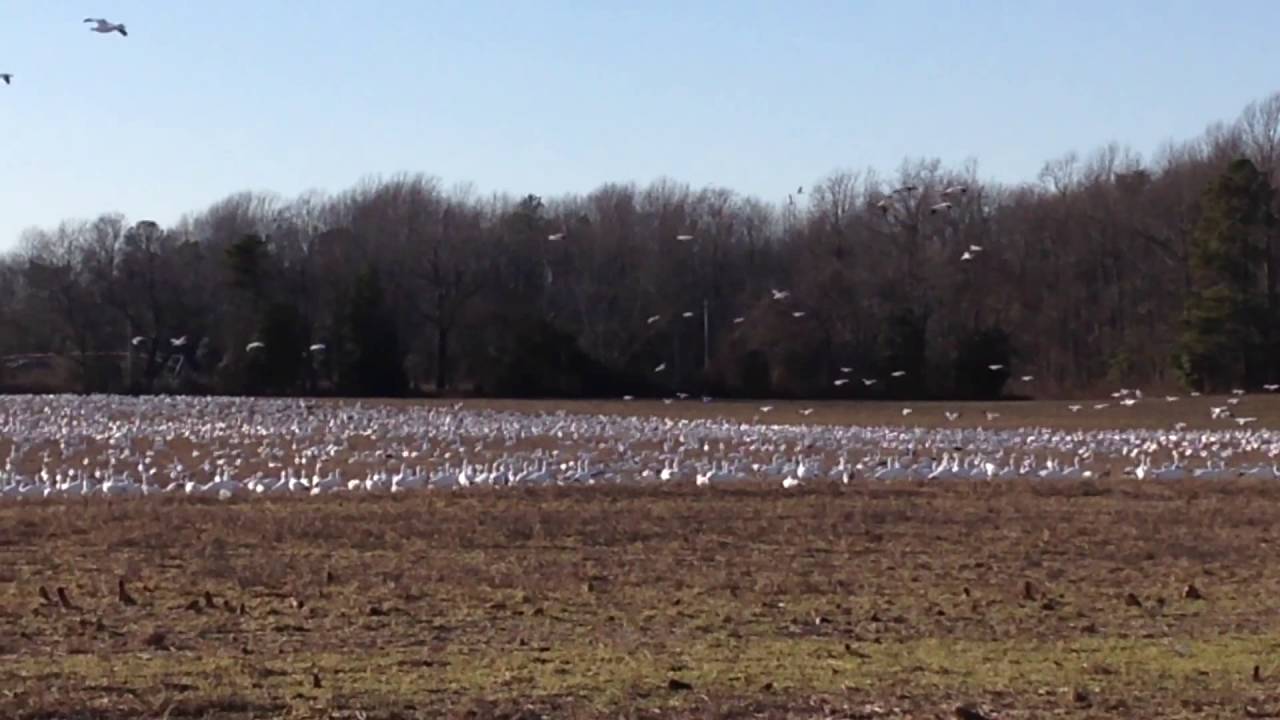 The Best of Delaware's Snow Geese - YouTube