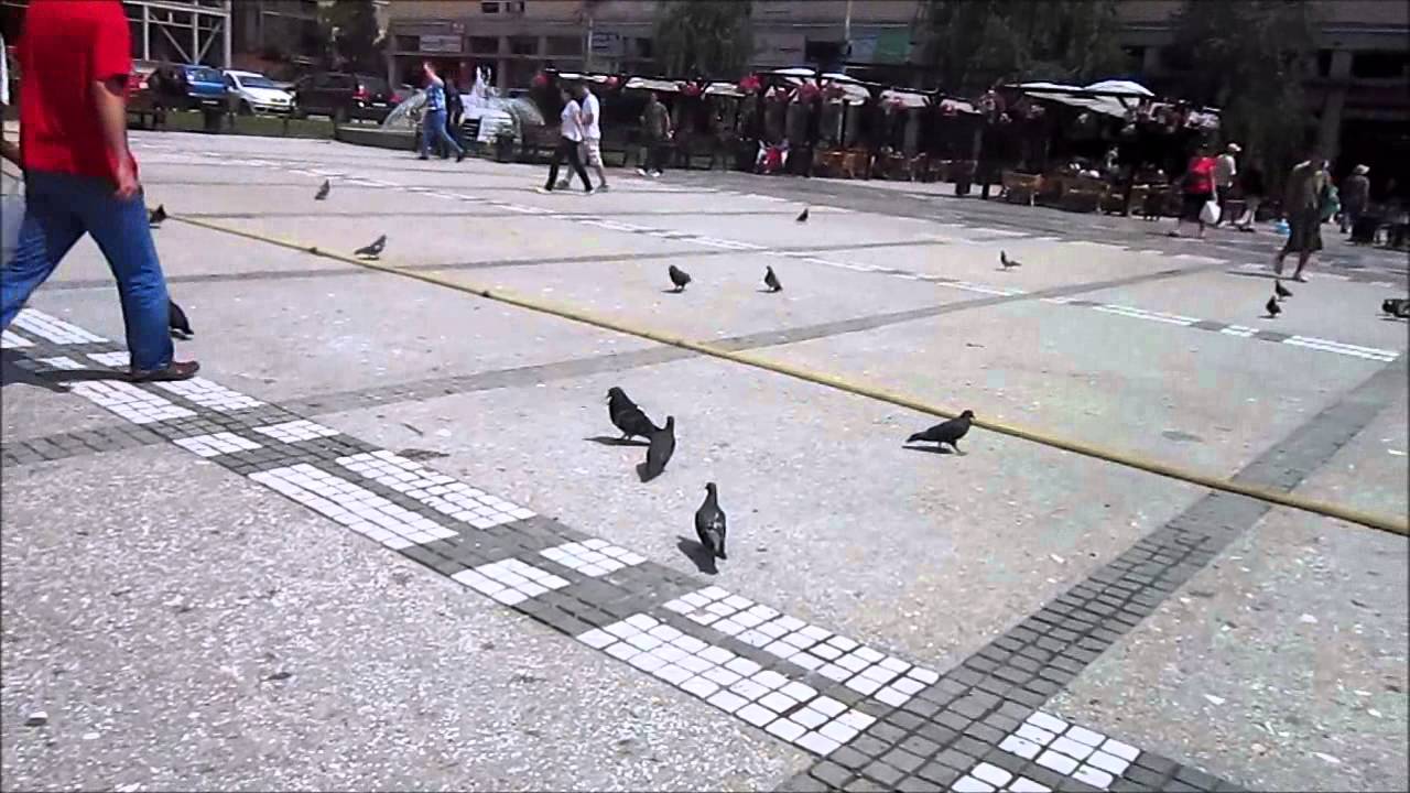 Pigeon mating dance - YouTube
