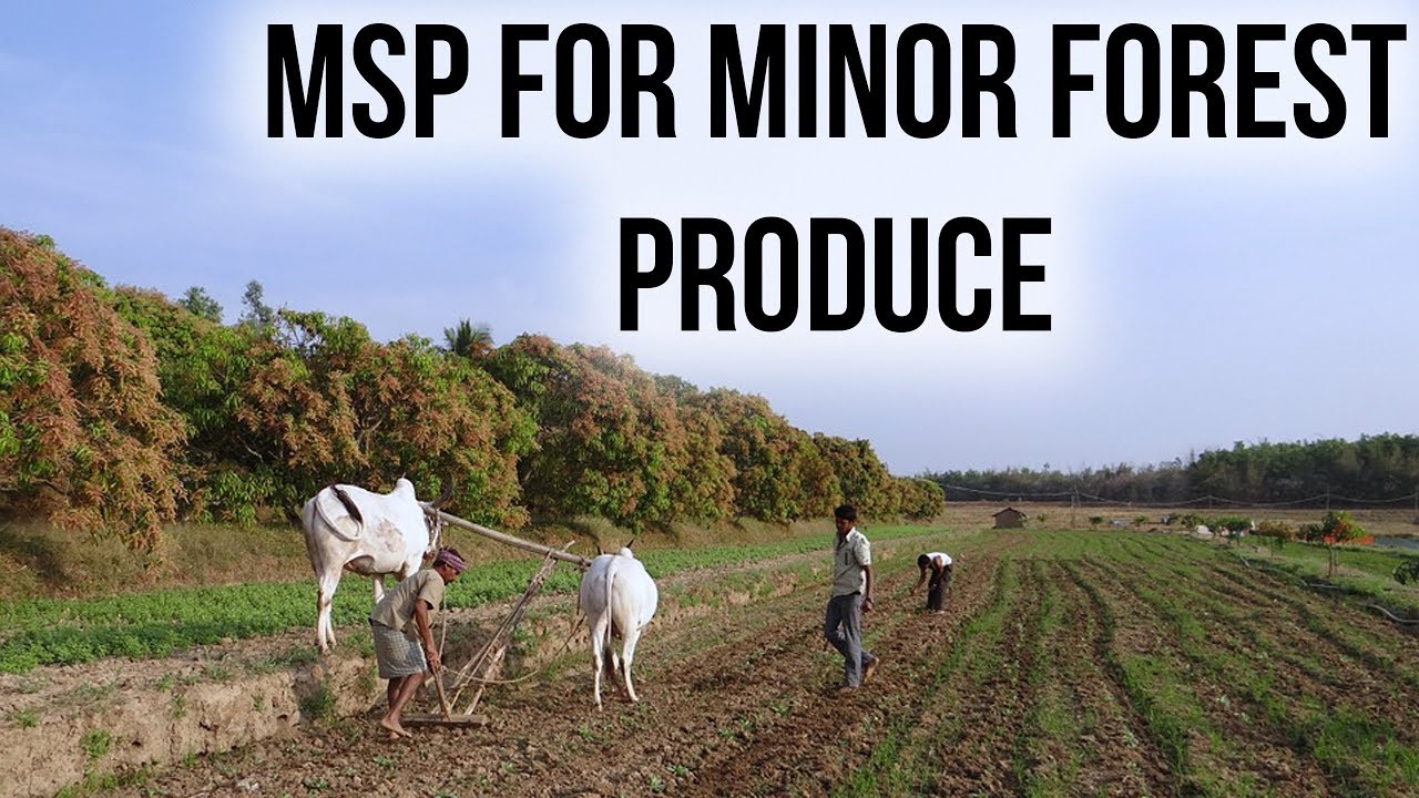 MSP hiked of Minor Forest Produce, Rate hike to benefit 5 crore Tribals ...