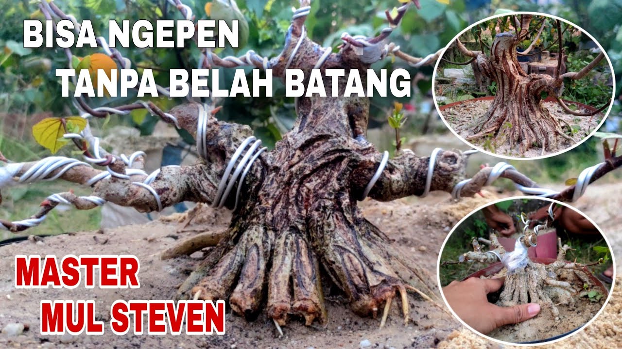 Program Bonsai Waru The Max Berkelas Juara Bersama Master Mul Steven ...