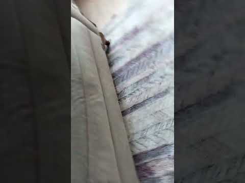 Chapter  1 chapter 2 basit olum