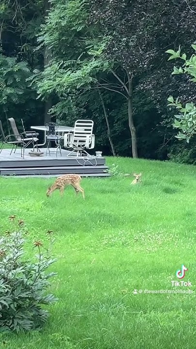 Bambi Twins Youtube