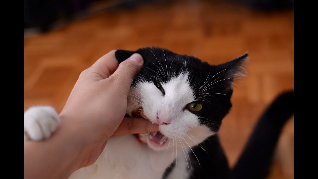 Angry cats attacks humans - YouTube