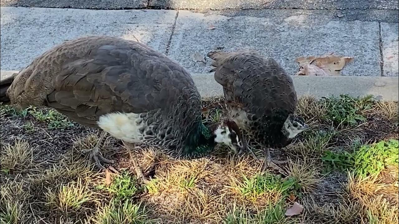 Peahen Vs Peahen You Leave My Peachick Alone Youtube
