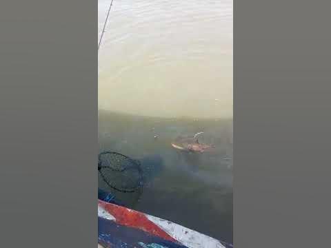 mancing dapet babon ikan sembilang - YouTube