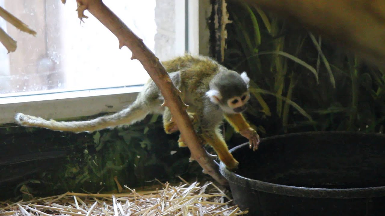 Hogle Zoo Trip: Monkey - YouTube