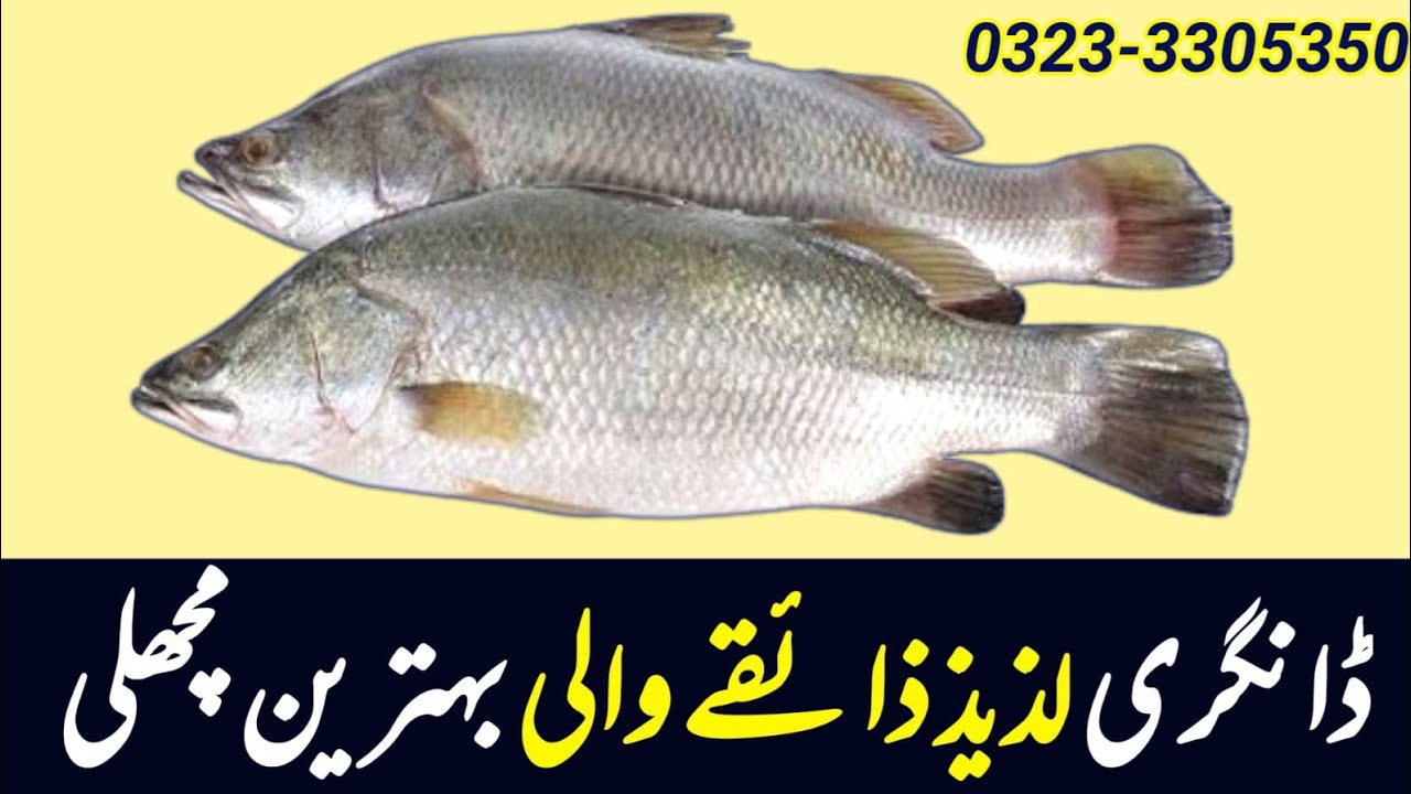 Fish Video| Dangri fish Bonlss update| Karachi Fishery Market on 9th ...