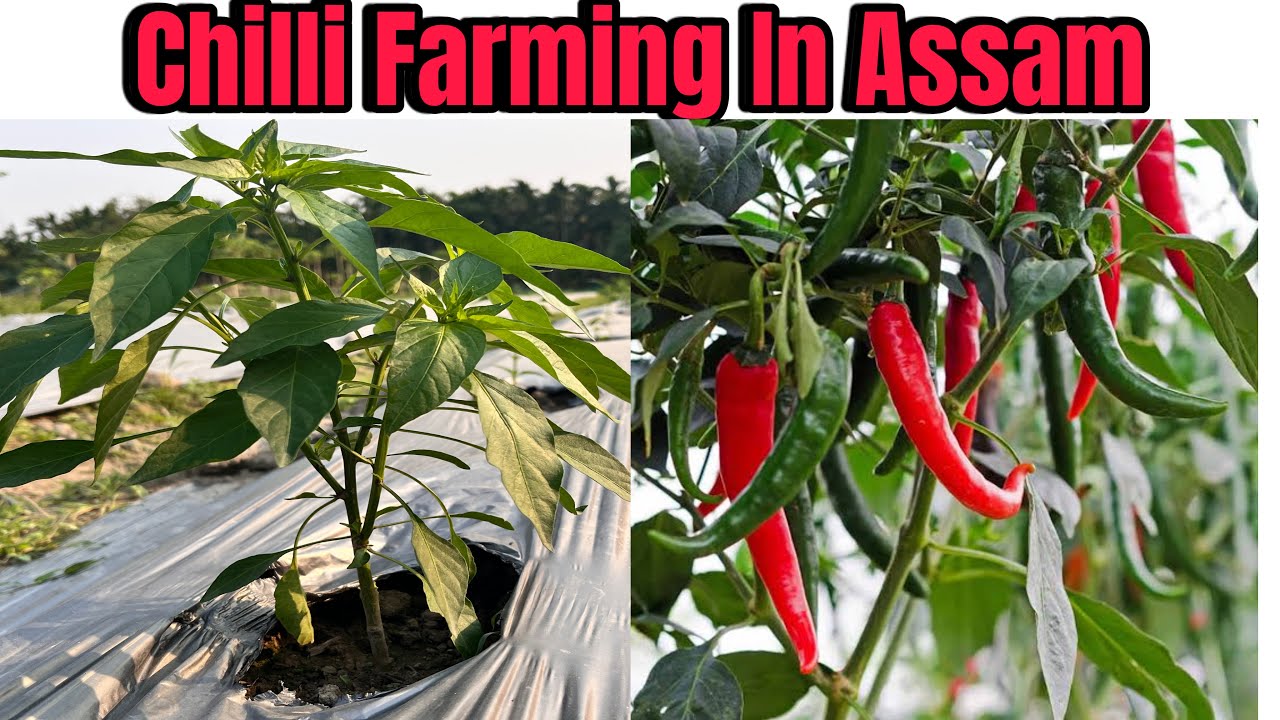 Chilli Farming in Assam ||Local Chilli Farming||Akashi 10 chilli ...