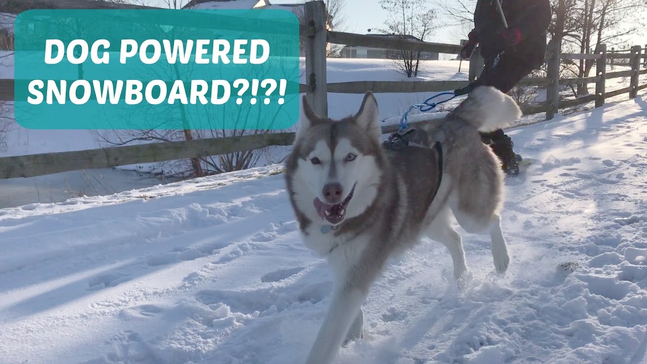 Dog powered snowboard?!?! - YouTube