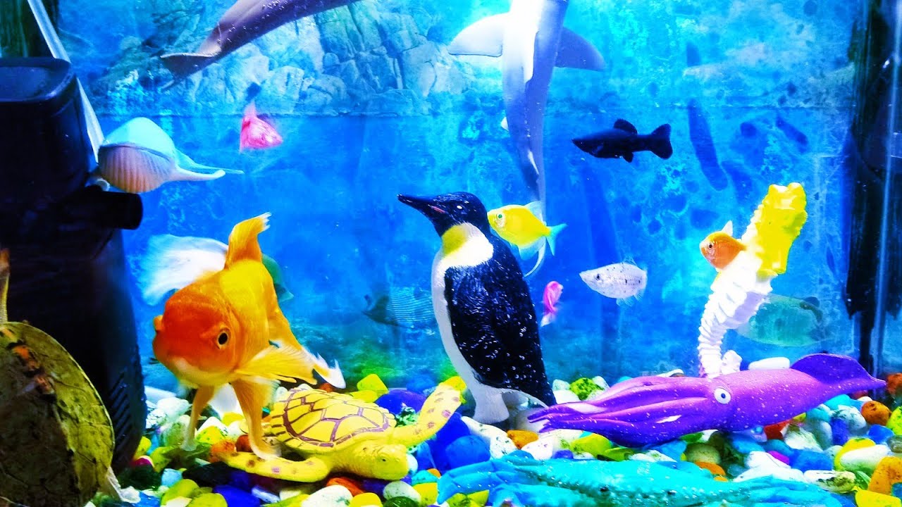 colorful fish , gold fish ,Tony fish, fishing, fish - YouTube