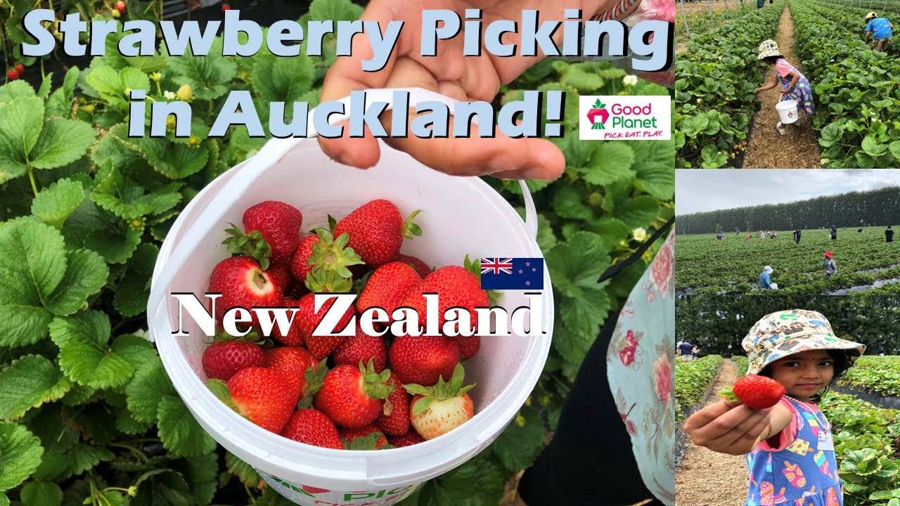 Strawberry Picking at Good Planet in Auckland, New Zealand #travel # ...