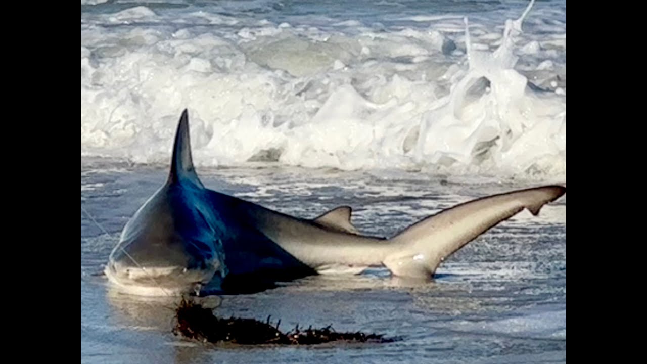 Surf fishing for sharks in Florida is INSANE - YouTube