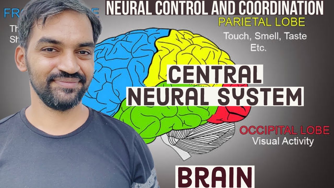 Neural Control and Coordination | Central Neural System | Brain - YouTube