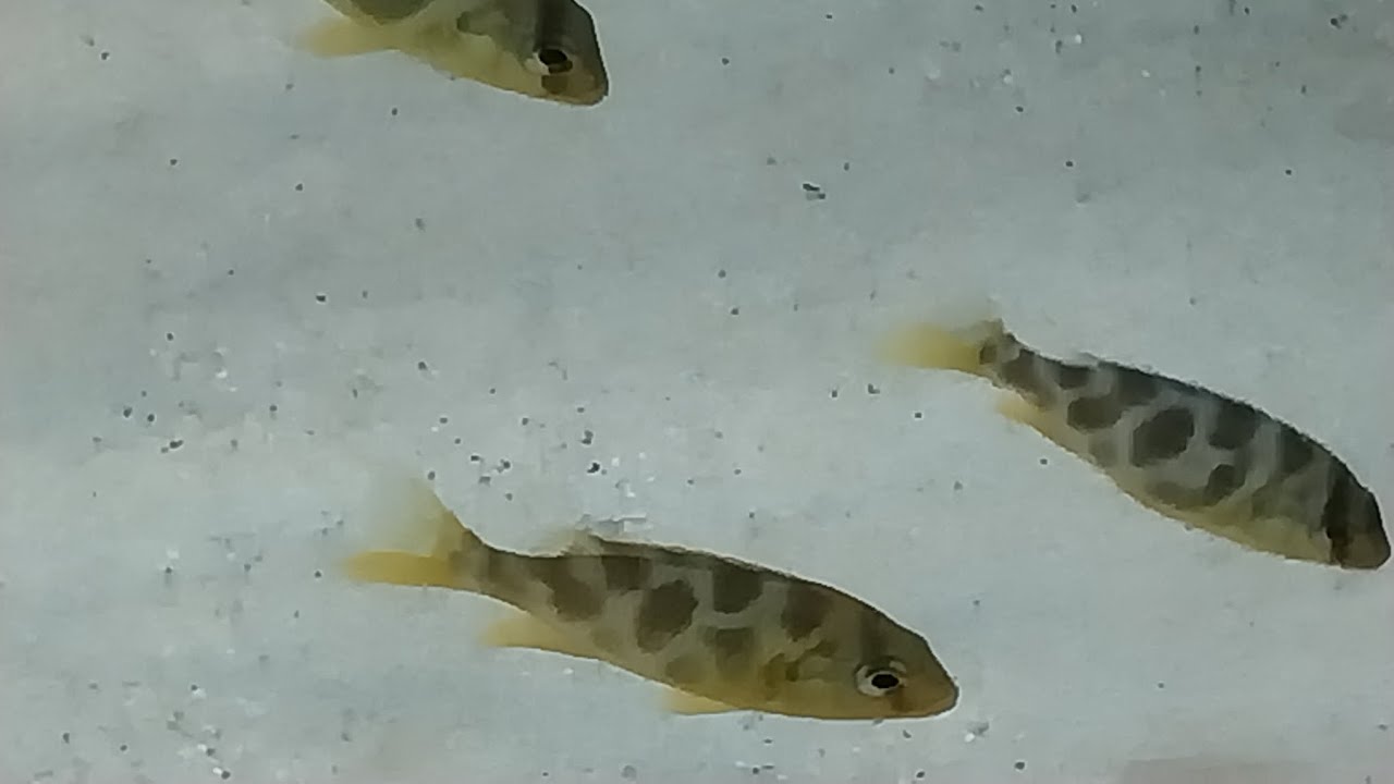 Hos Kungälvs Akvarium: Nimbochromis Venustus - YouTube