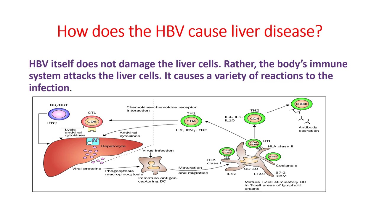 The Structure of HBV and How It Causes Liver Diseases - YouTube