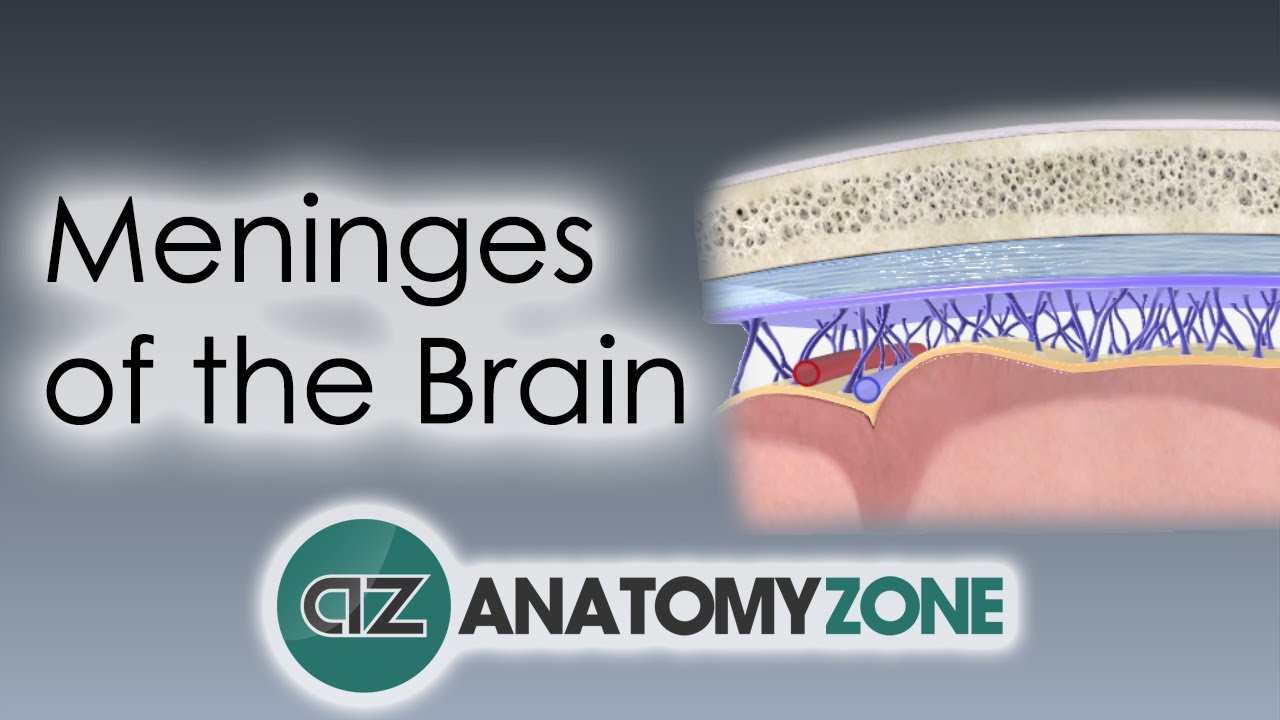 Meninges of the Brain | 3D Anatomy Tutorial - YouTube