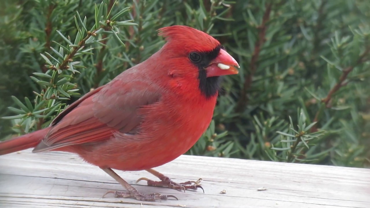 Birds - Cardinals and Squirrels Eating - March 2020 - YouTube