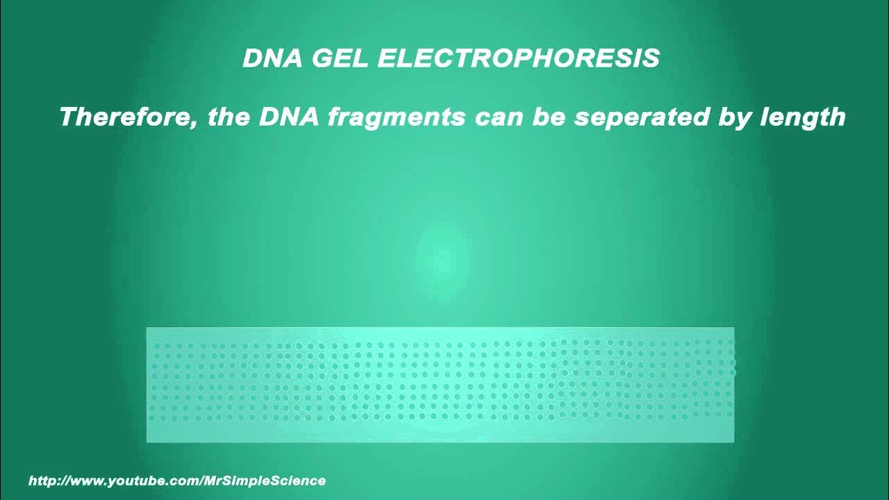 DNA Gel electrophoresis - Simple Animated Tutorial - YouTube