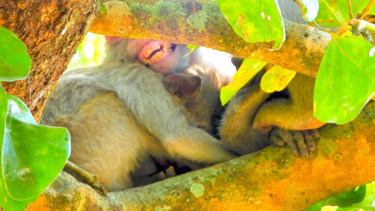 Pity Jonna has short time to hug mama and escape faster cos of big male ...