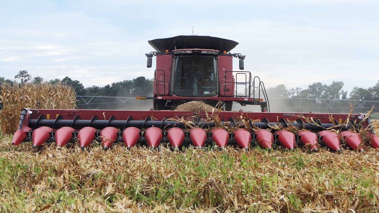 CORN HARVEST 2024 with Case IH 9250 Axial-Flow Combine and 16-Row Corn ...